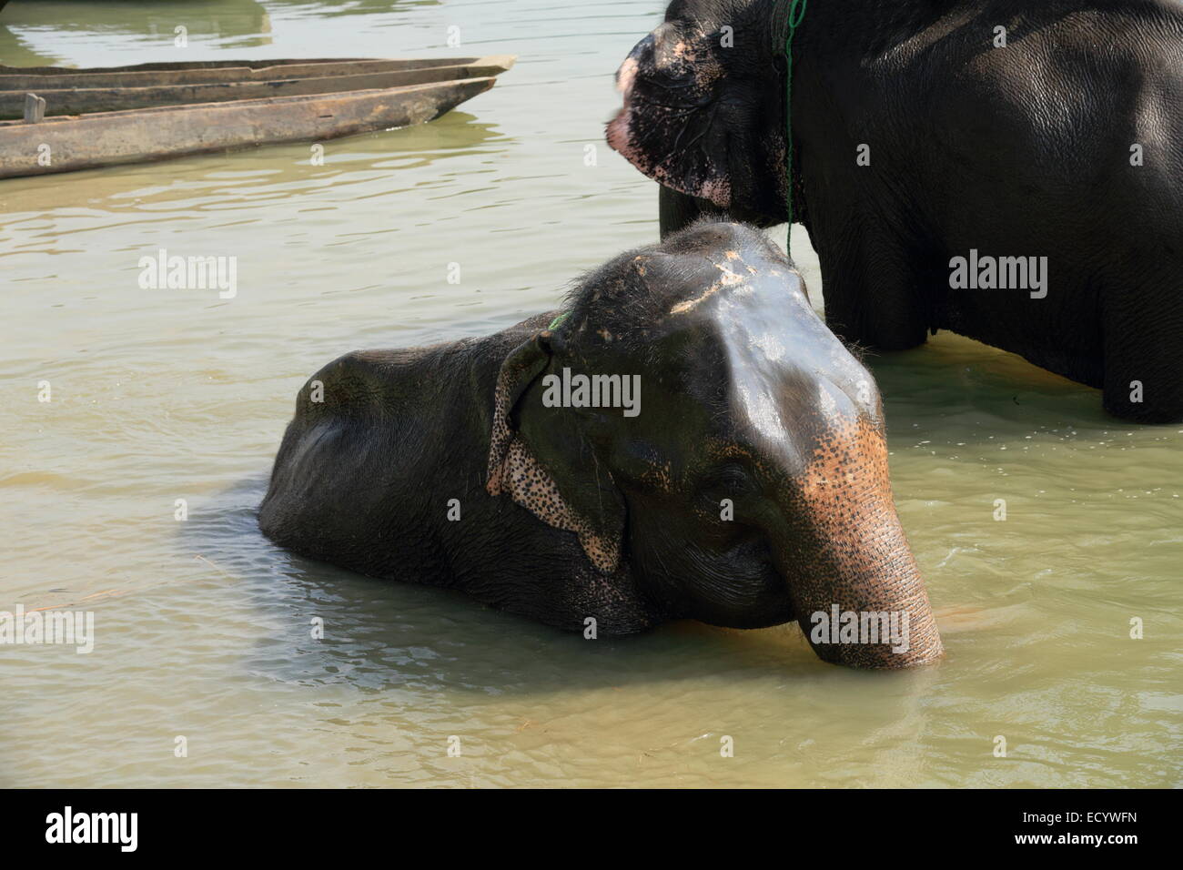 Transporting an elephant hi-res stock photography and images - Alamy