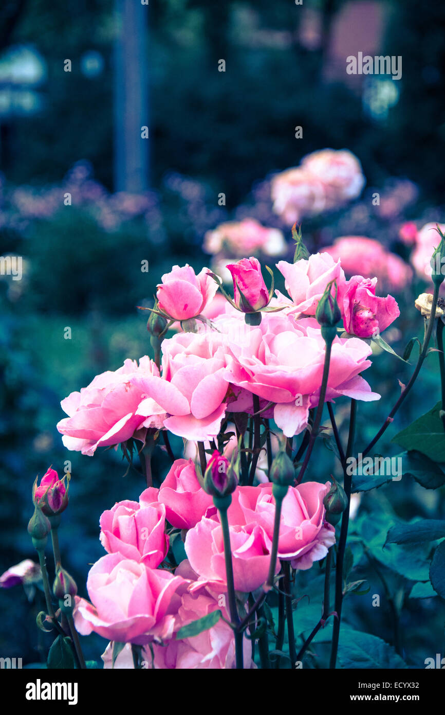 Piink rose hi-res stock photography and images - Alamy