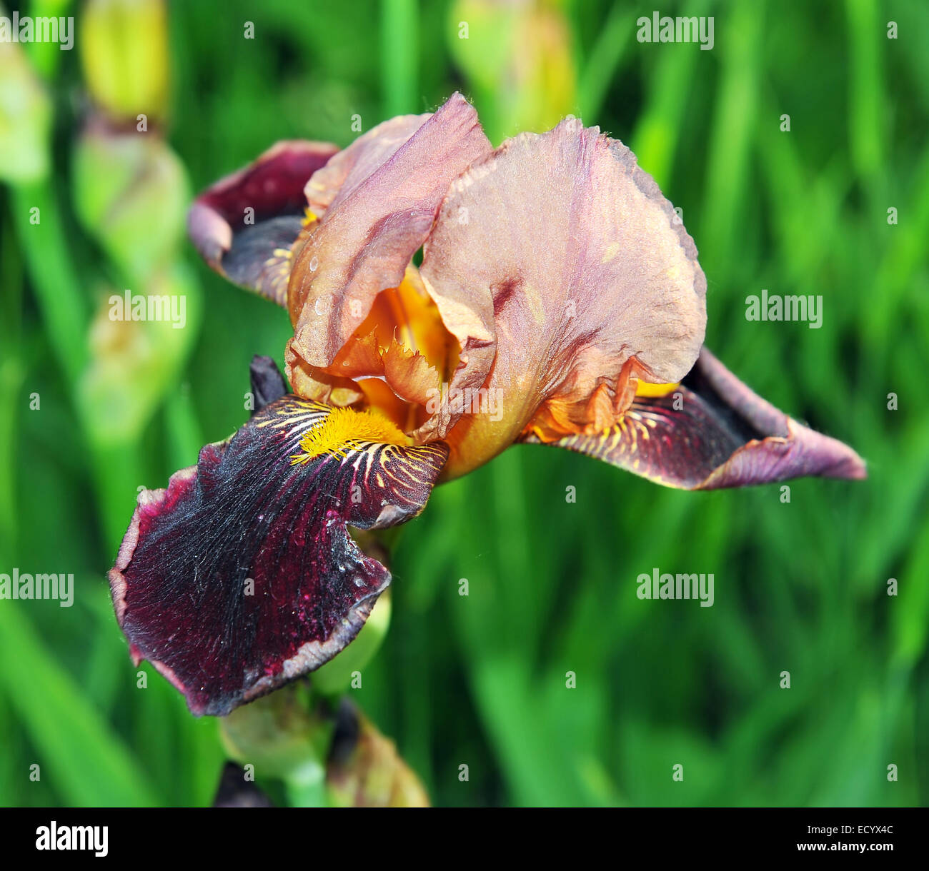 Iris flower closeup unusual color Stock Photo - Alamy