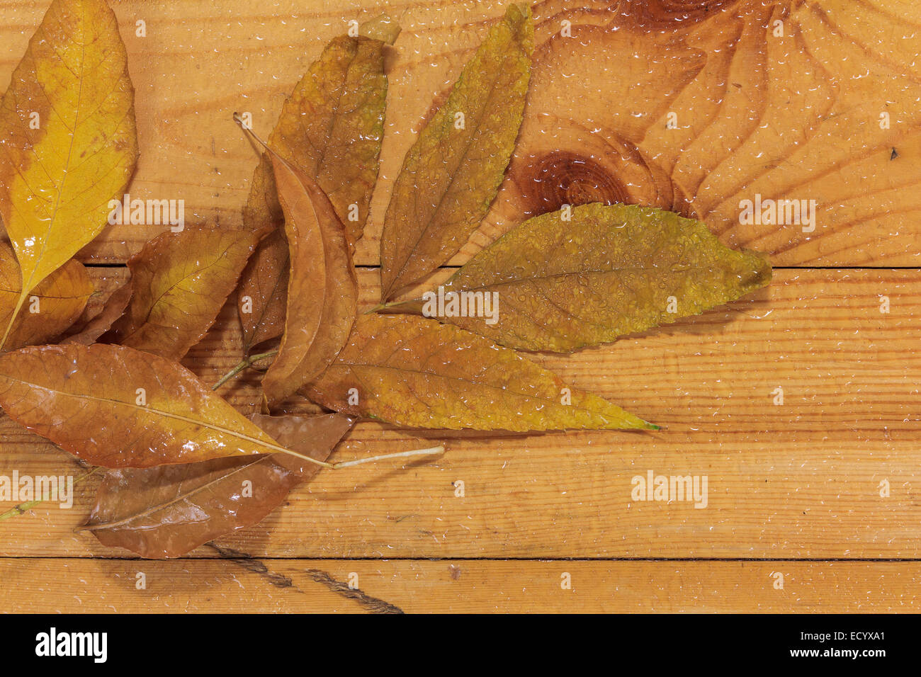 autumn leaves on the wooden floor Stock Photo - Alamy