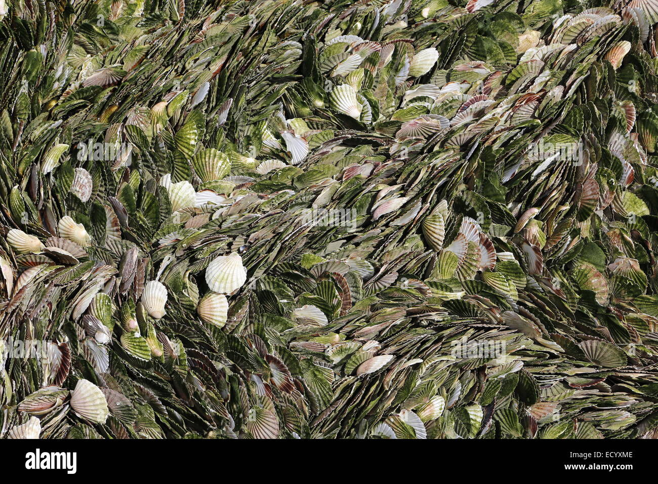 Sea shells on the beach, Port en Bessin, Normandy, France Stock Photo ...