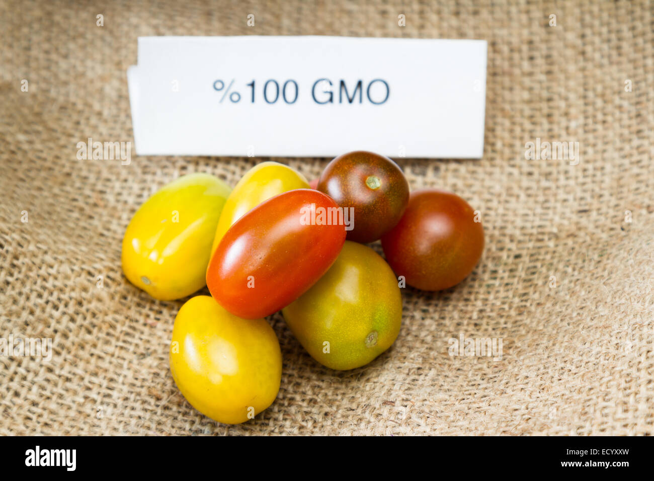 close up of tomatoes with a GMO label for consumer information Stock ...