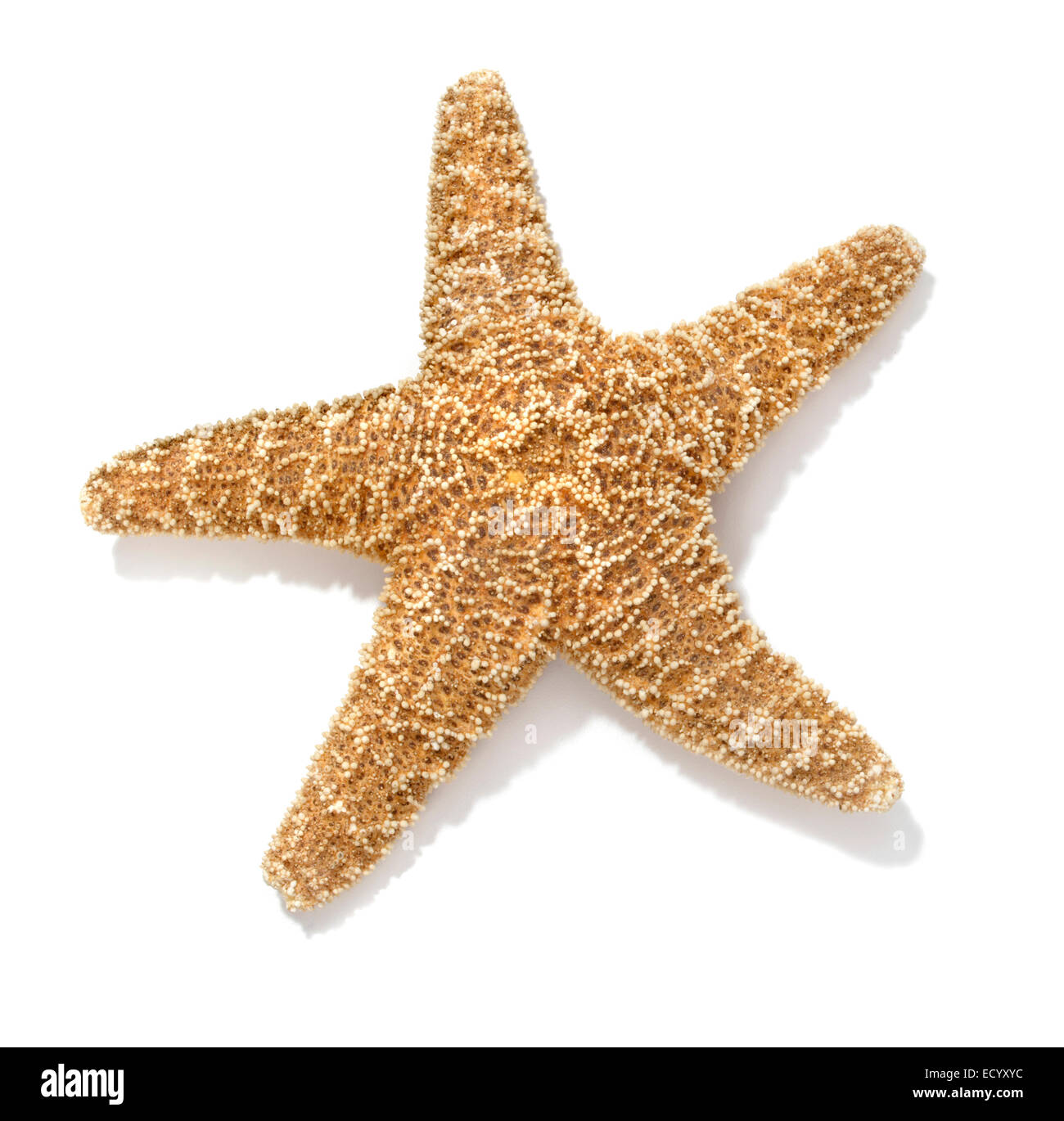 Starfish sea stars asteroidea hi-res stock photography and images - Alamy