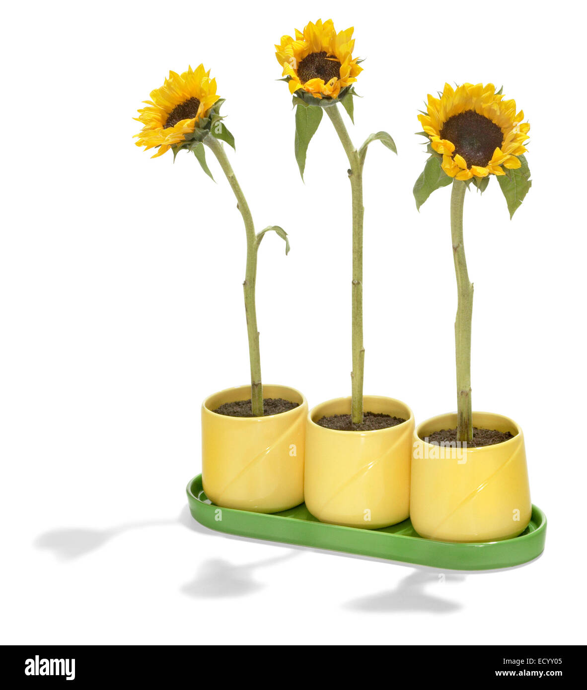 Sunflowers in pots hi-res stock photography and images - Alamy