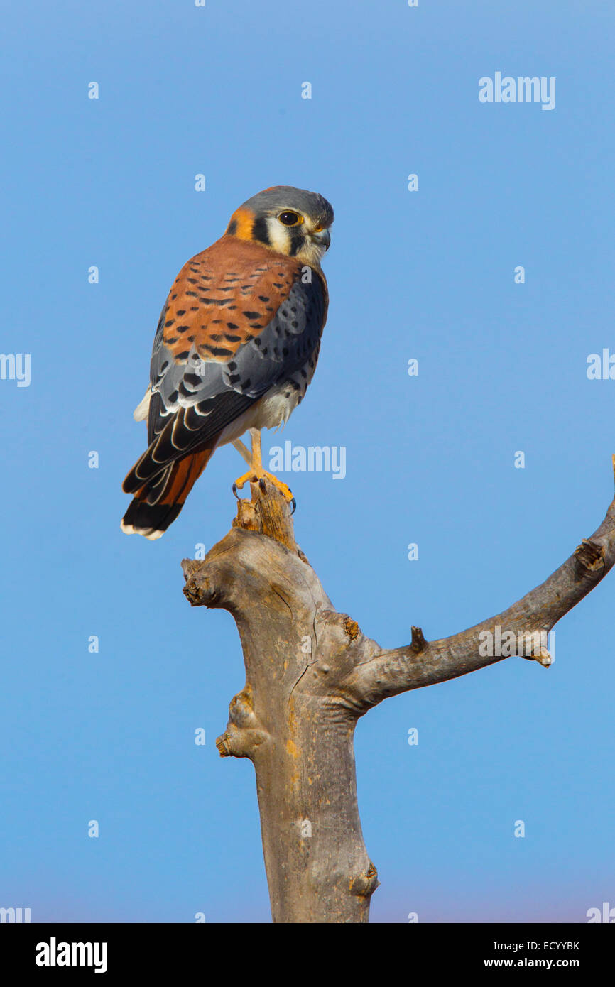 American Kestrel Falco sparverius Socorro County, New Mexico, United ...
