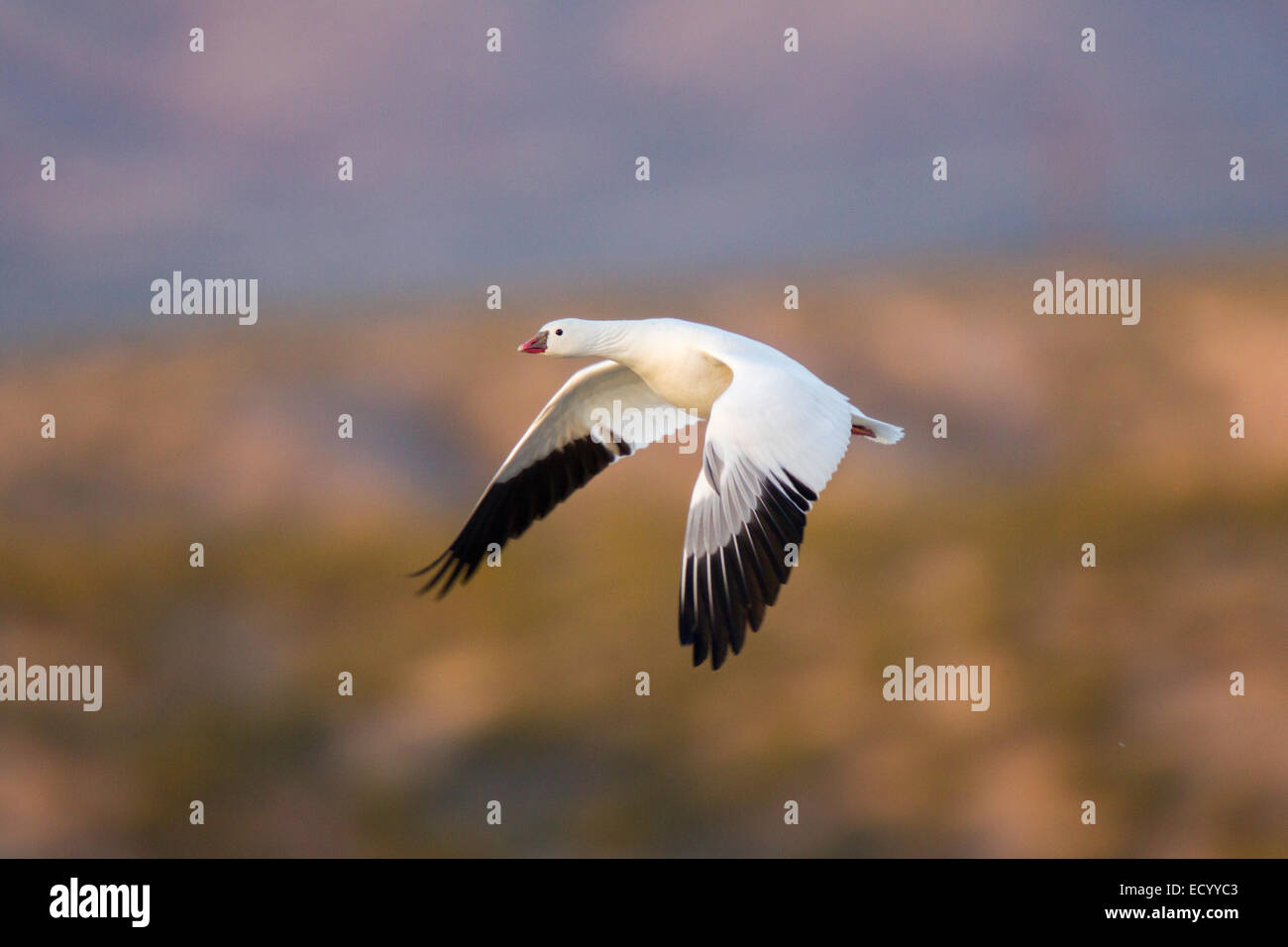 Ross' Goose Anser rossii Bosque del Apache National Widlife Refuge, New ...