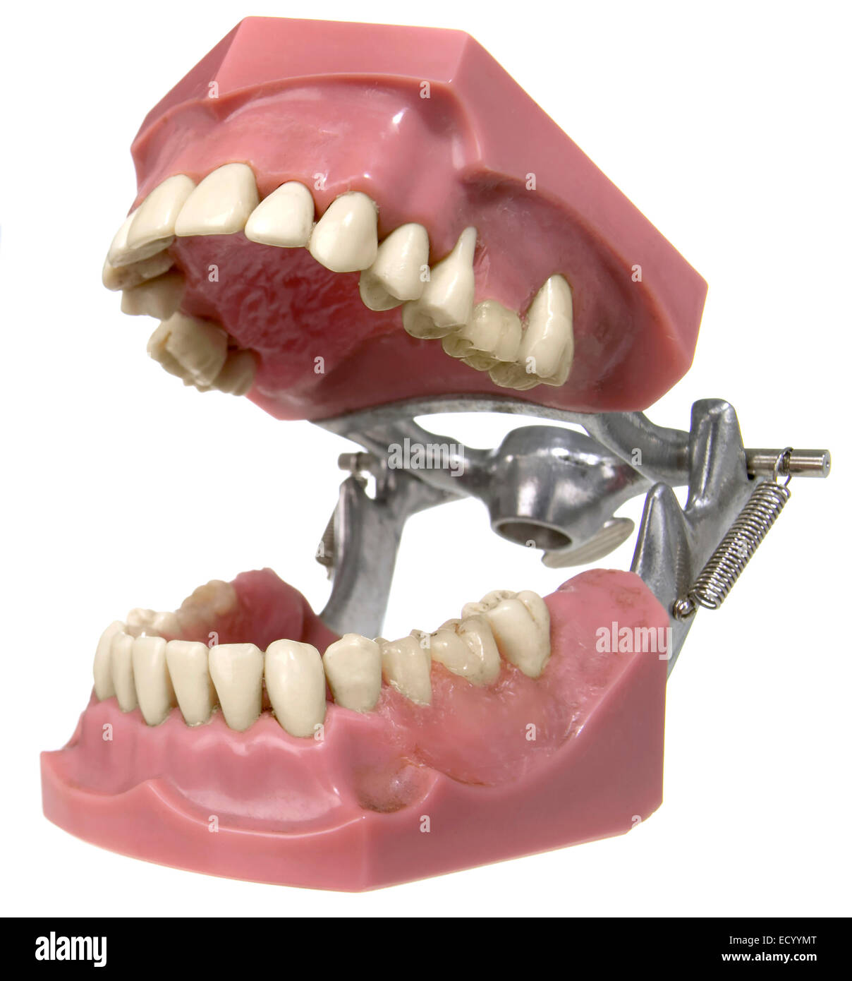 Open jaw model white Cut Out Stock Images & Pictures - Alamy