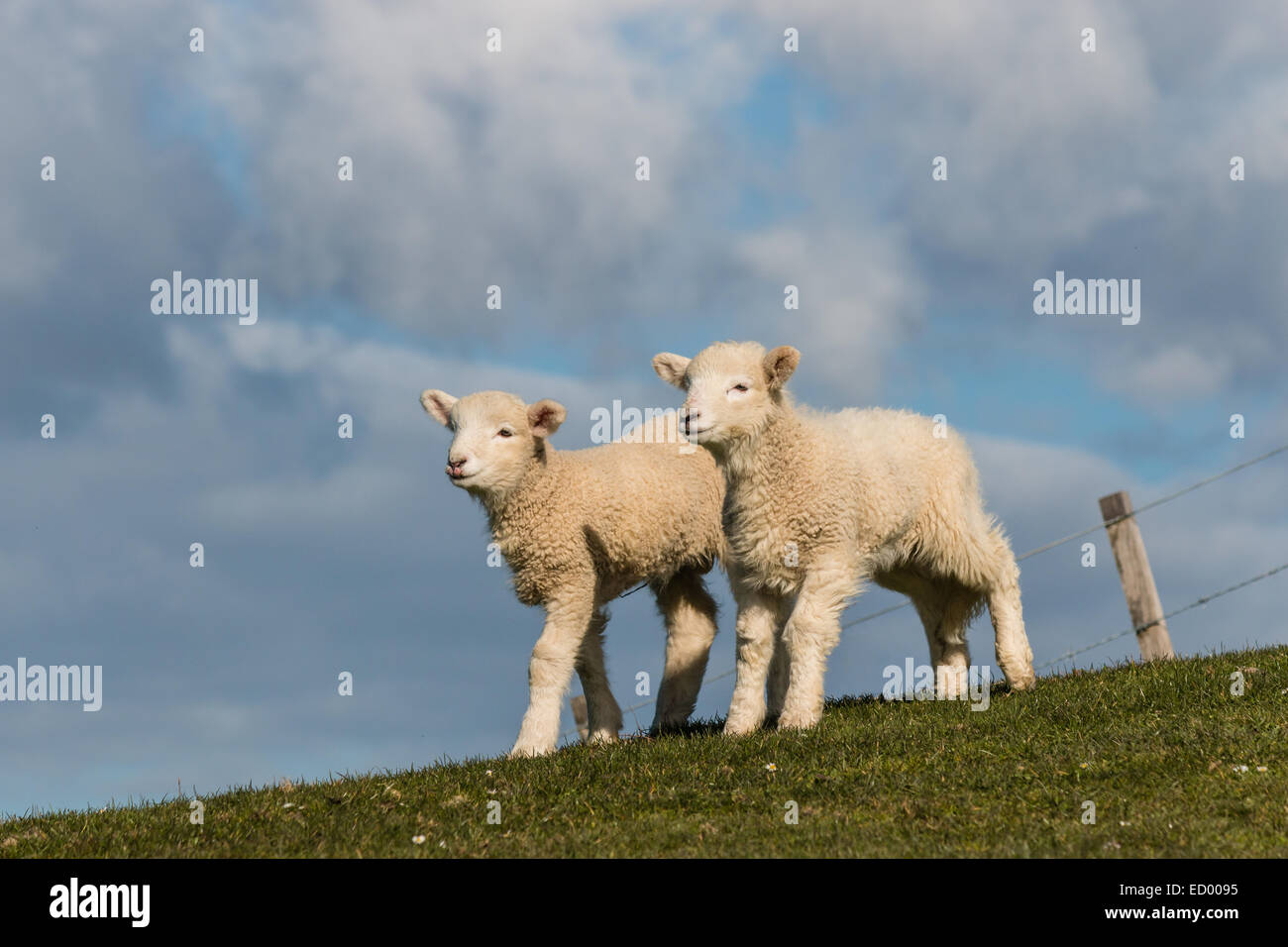 Curious lamb hi-res stock photography and images - Alamy
