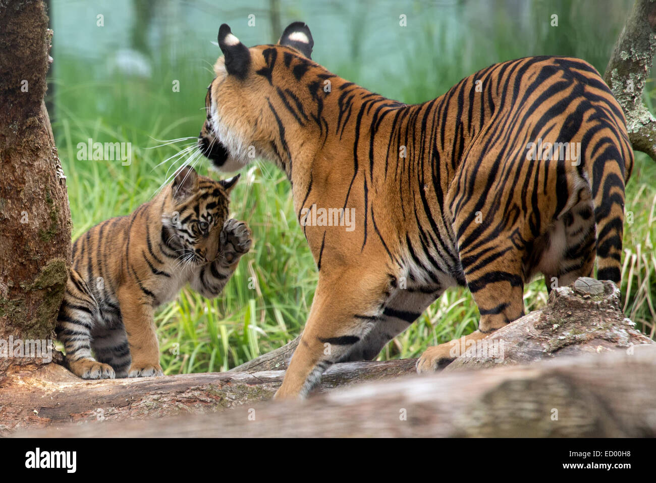 Tiger hide hi-res stock photography and images - Alamy