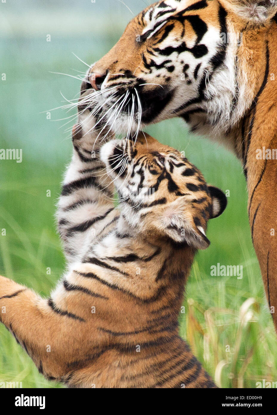 Tiger cub hi-res stock photography and images - Alamy
