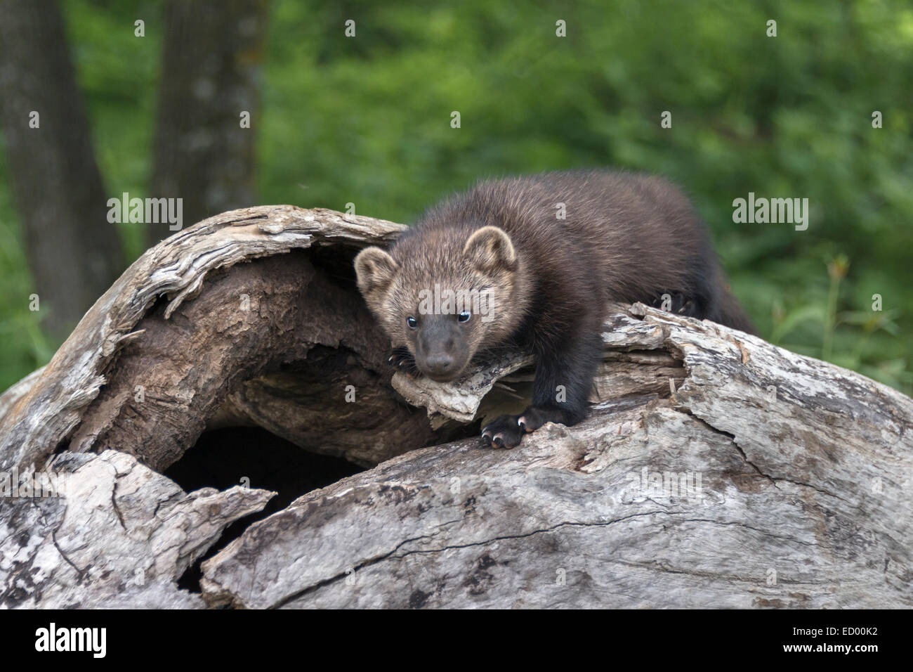 Fisher sitting on dead tree, near Sandstone, Minnesota, USA Stock Photo ...