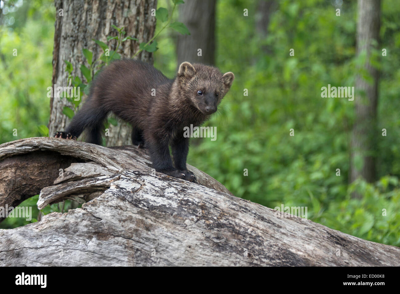 Fisher checking out its environment, near Sandstone, Minnesota, USA ...