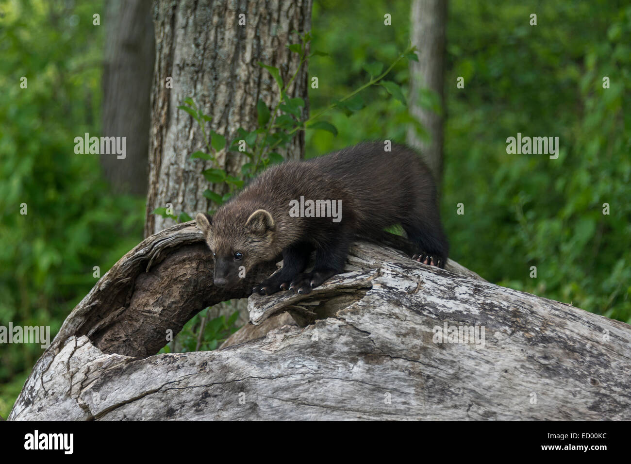 Curious fisher, near Sandstone, Minnesota, USA Stock Photo - Alamy
