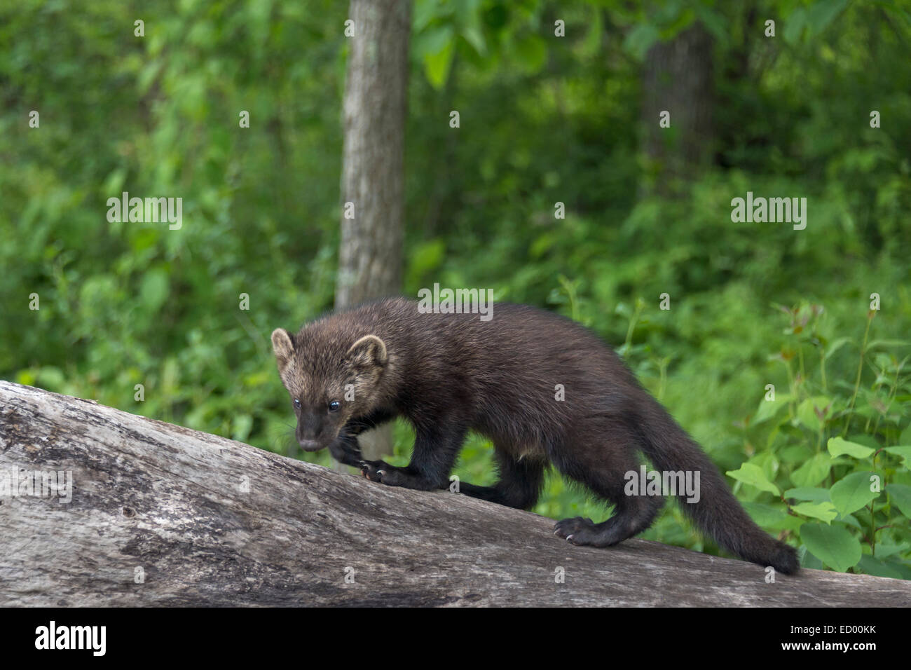 Fisher walking along a fallen tree, near Sandstone, Minnesota, USA ...
