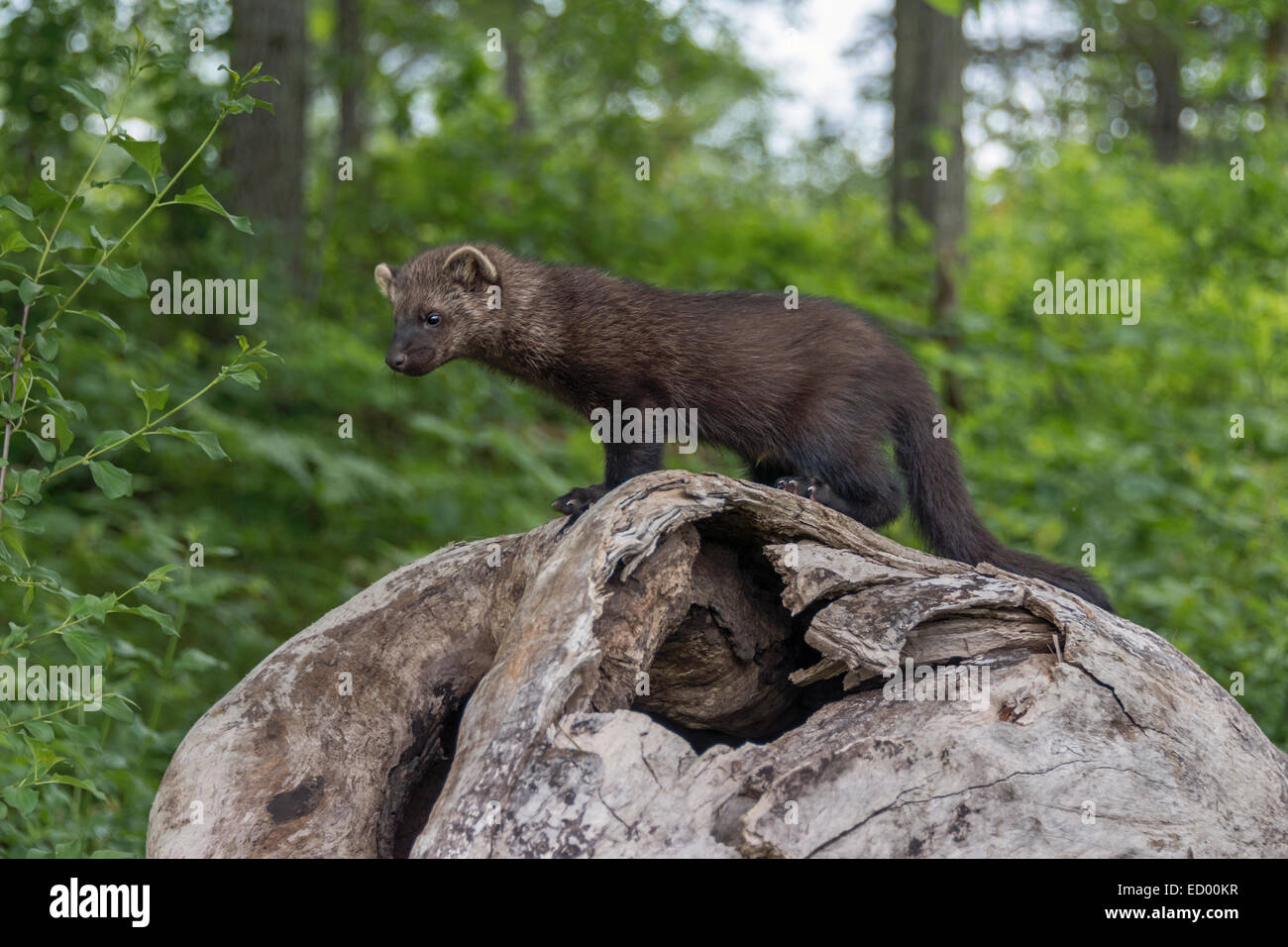 Fisher standing on a log, near Sandstone, Minnesota, USA Stock Photo ...