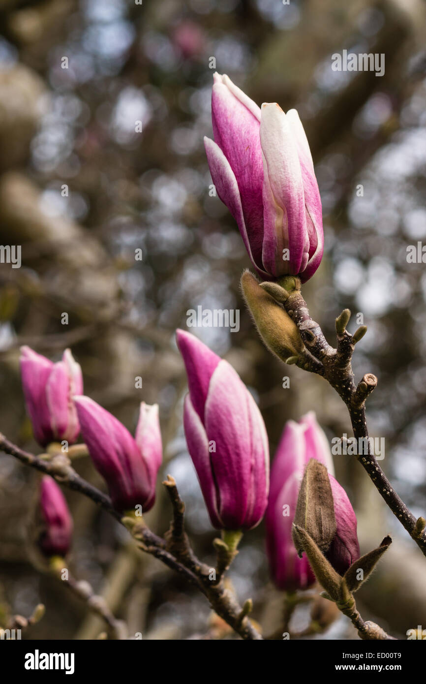 Magnolia buds hi-res stock photography and images - Alamy