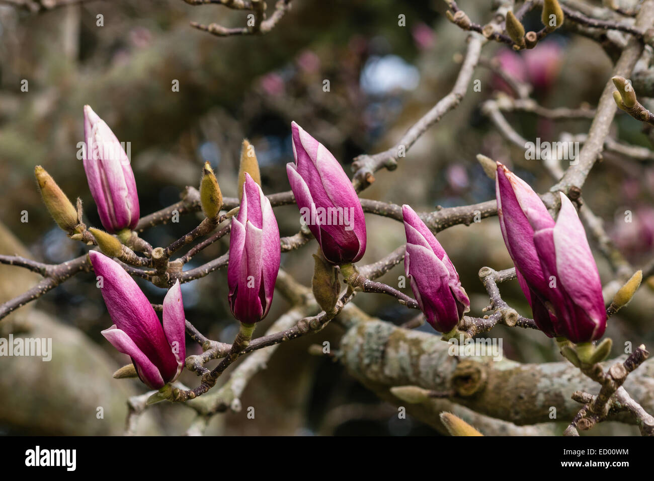 purple magnolia buds in early spring Stock Photo - Alamy