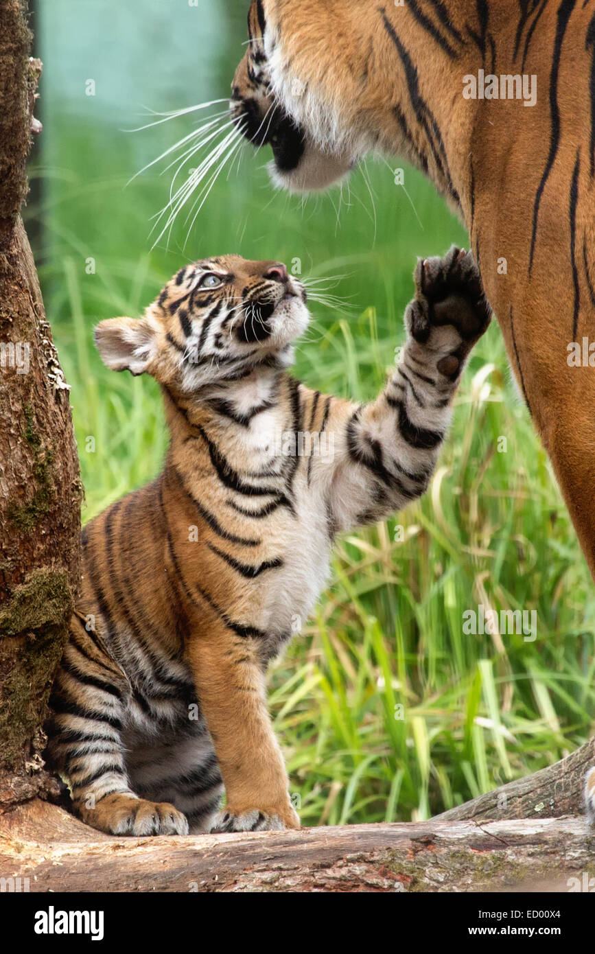 Tiger and cub hi-res stock photography and images - Alamy