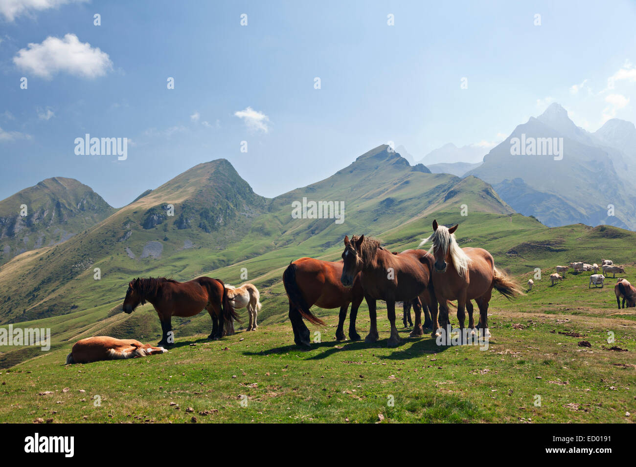 Group of horses in the Pyrenees near Col D'Aubisque Stock Photo - Alamy