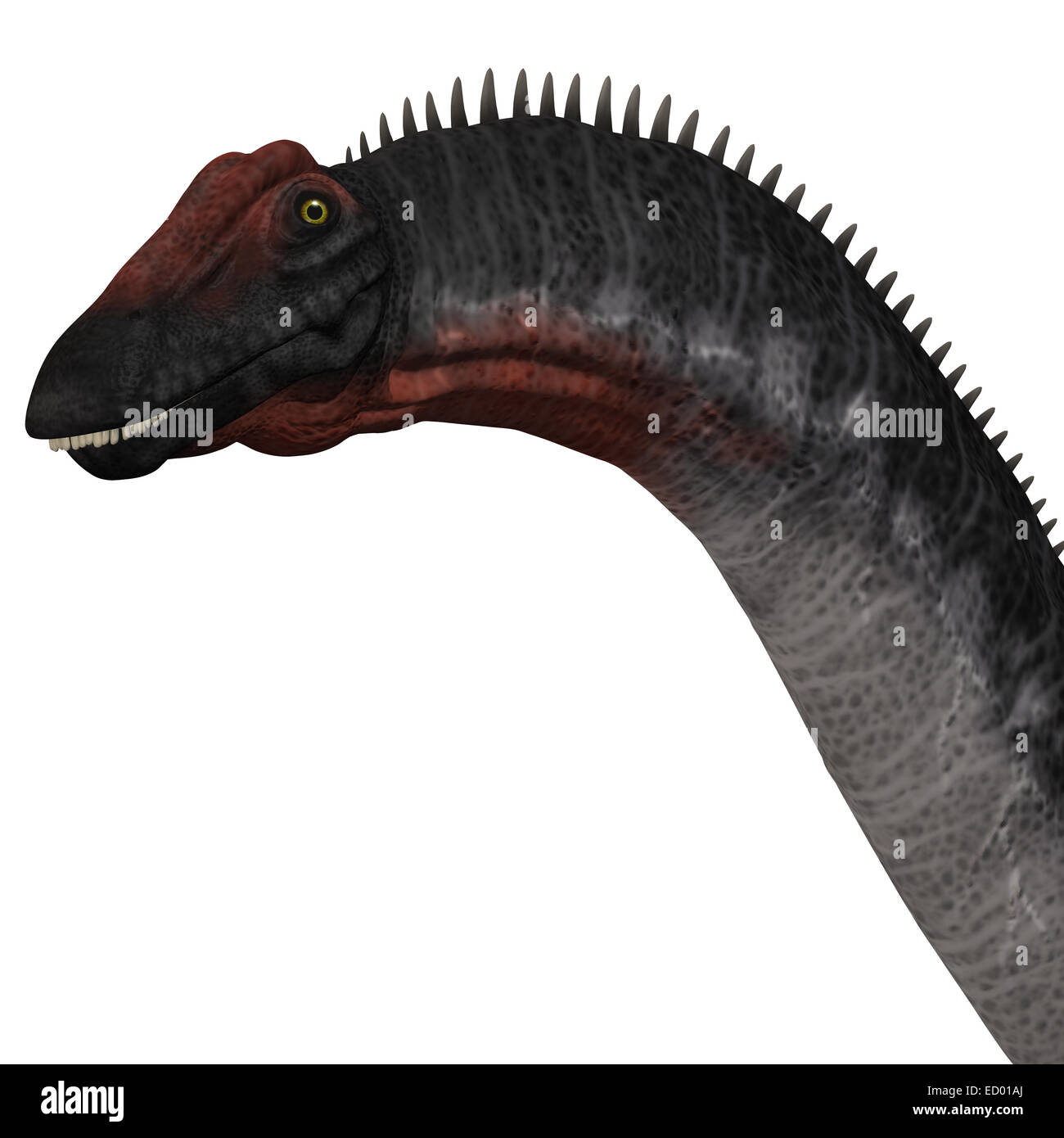 Apatosaurus also called Brontosaurus is a sauropod dinosaur of Western ...