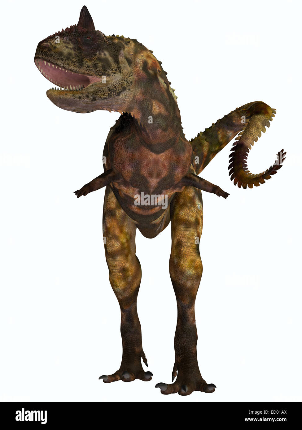 Carnotaurus was a theropod carnivorous dinosaur that lived in Argentina ...