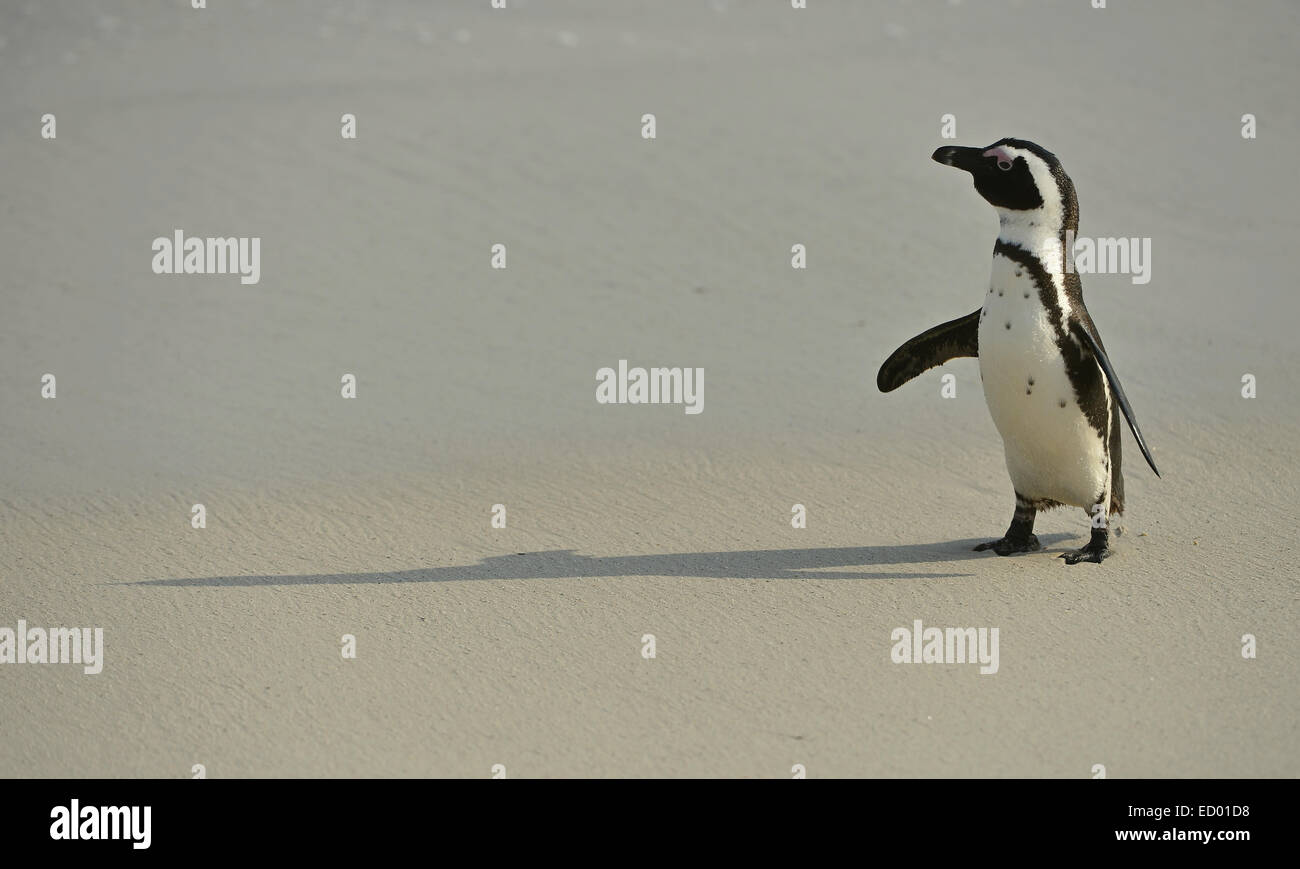 Walking African penguin (spheniscus demersus) at the Beach. South ...