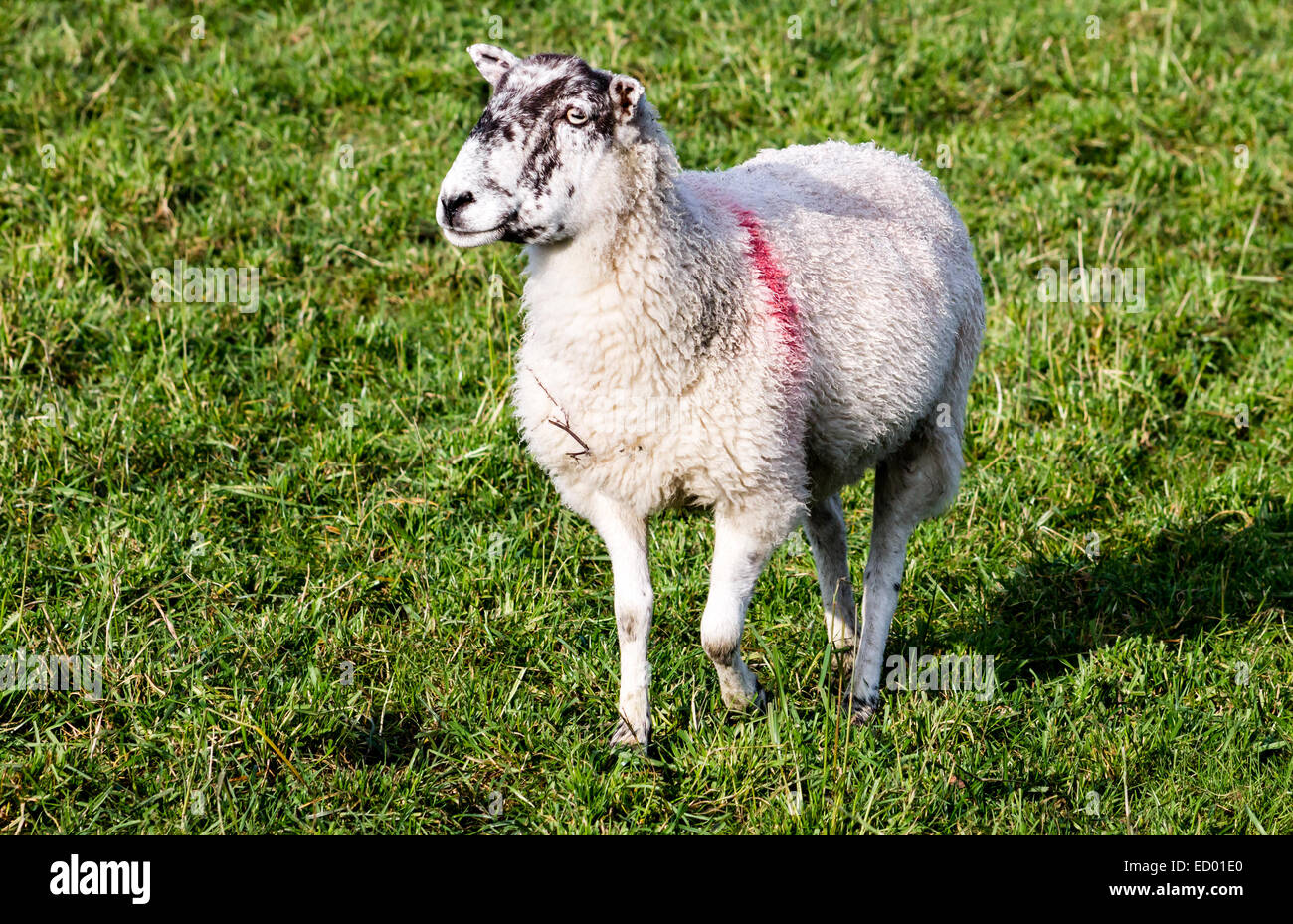 Brown Sheep, standing on grass in the field Stock Photo - Alamy