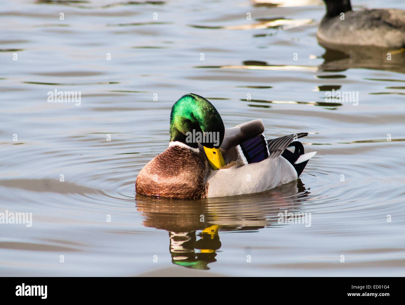 Adult Mallard Drake, swimming in the pond and preening Stock Photo - Alamy