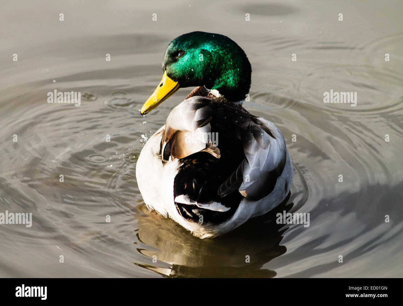Adult Mallard Drake, swimming in the pond and preening Stock Photo - Alamy