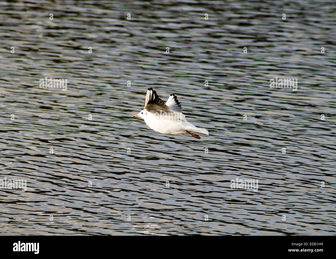 Common Gull (Larus canus), flying above the pond. Side view Stock Photo ...