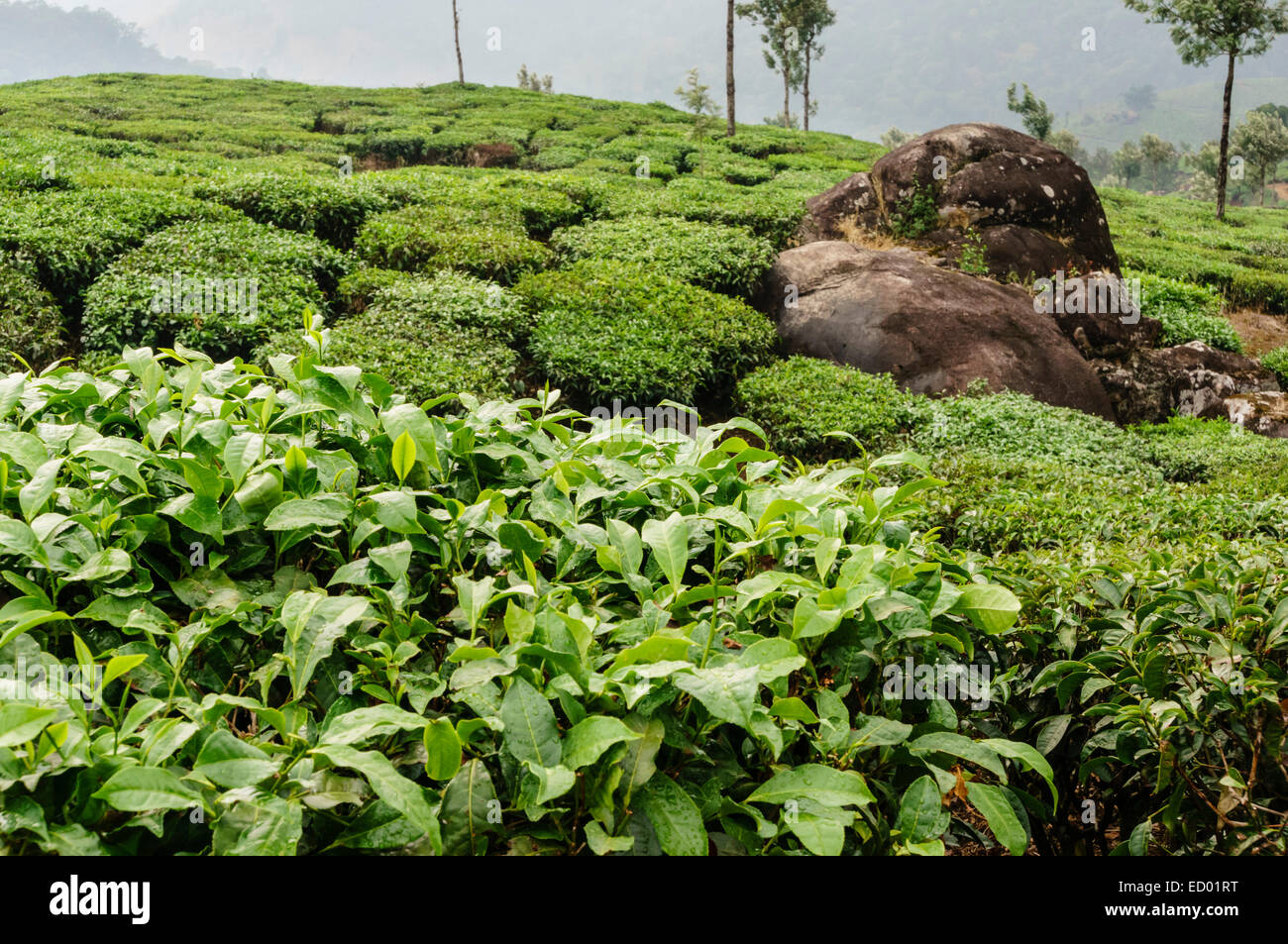 Kerala, India - tea gardens in the Kanan Devan hills near Munnar Stock ...