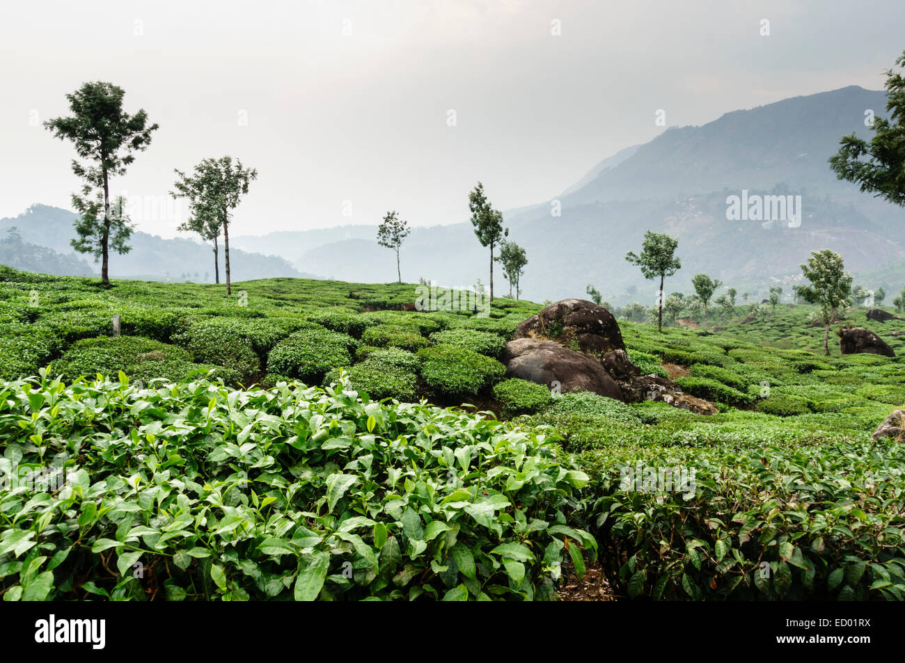 Kerala, India - tea gardens in the Kanan Devan hills near Munnar Stock ...