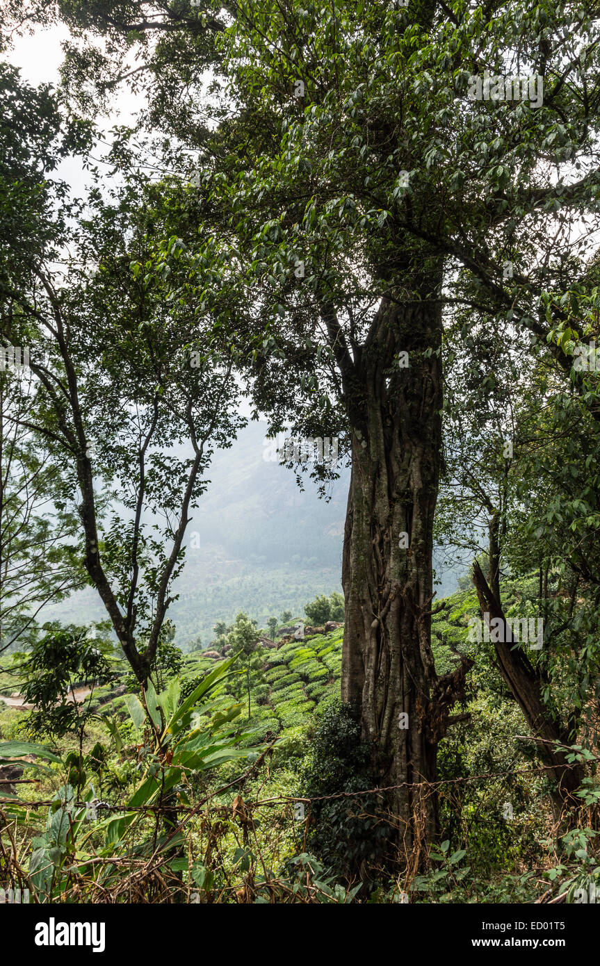 Kerala, India - forest tree and tea gardens, Munnar hills Stock Photo ...