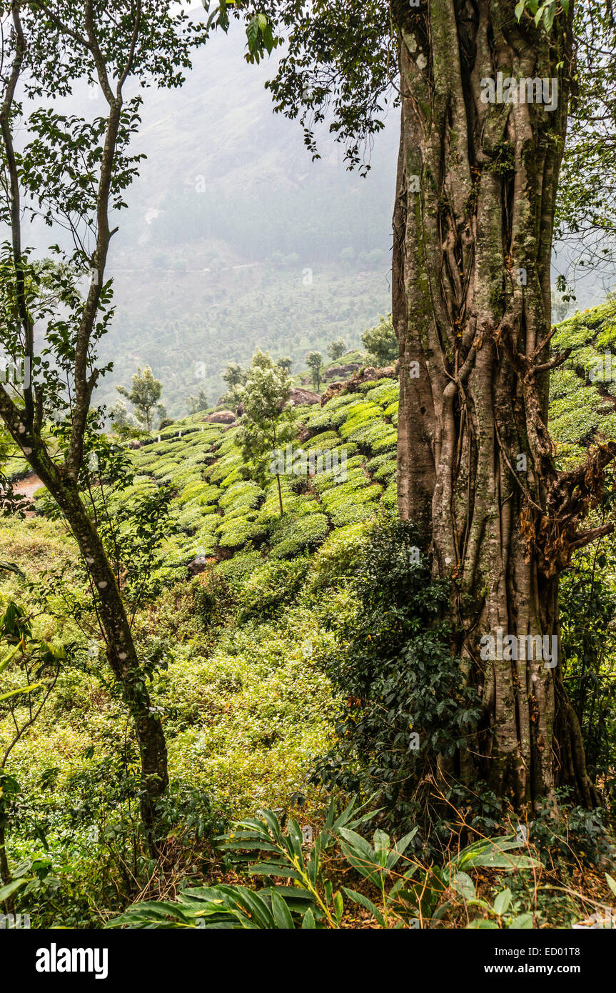 Kanan devan hills plantation hi-res stock photography and images - Alamy