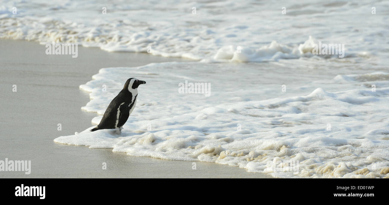 Walking African penguin (spheniscus demersus) at the Beach. South ...