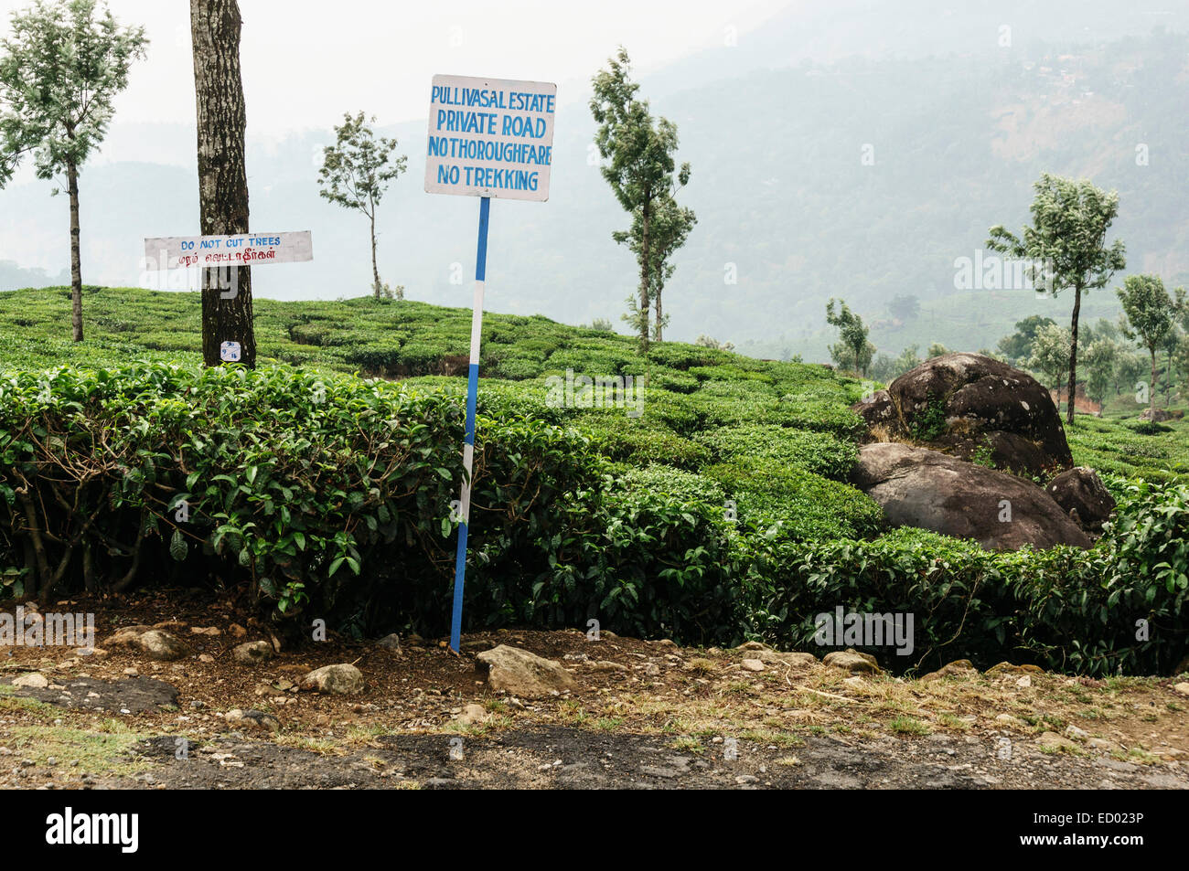 Kerala, India - tea gardens in the Kanan Devan hills near Munnar ...