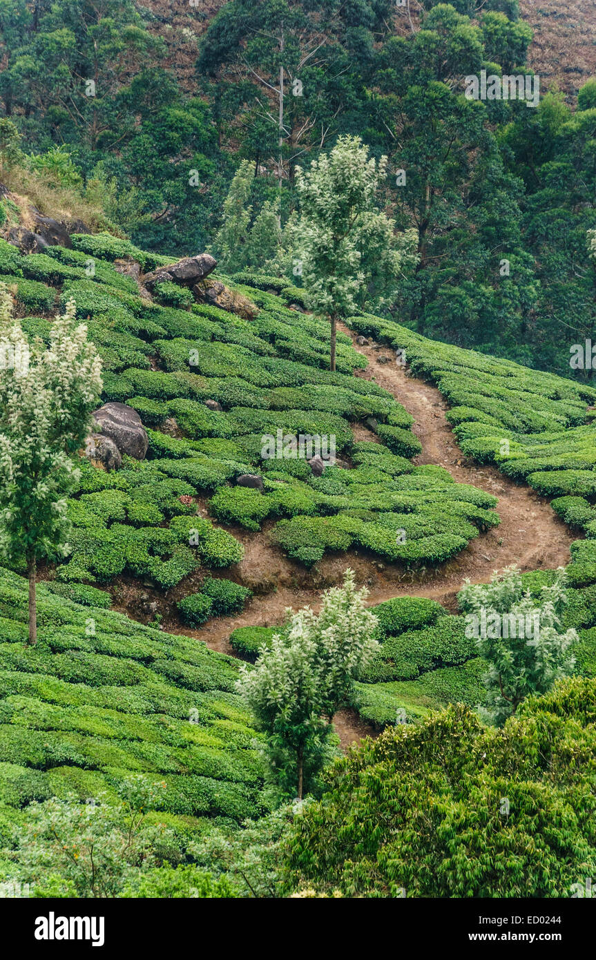 Kerala, India - tea gardens in the Kanan Devan hills near Munnar Stock ...