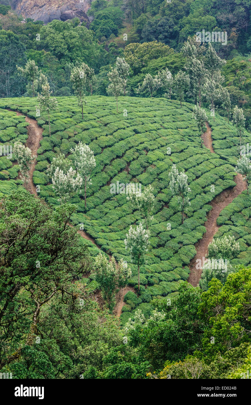 Kerala, India - tea gardens in the Kanan Devan hills near Munnar Stock ...