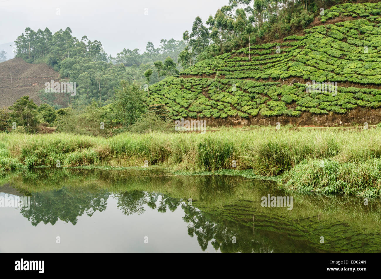 Kerala, India - tea gardens in the Kanan Devan hills near Munnar river ...