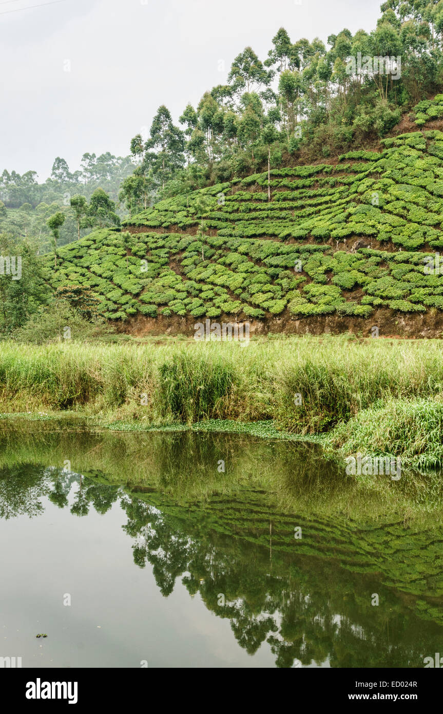 Kerala, India - tea gardens in the Kanan Devan hills near Munnar river ...