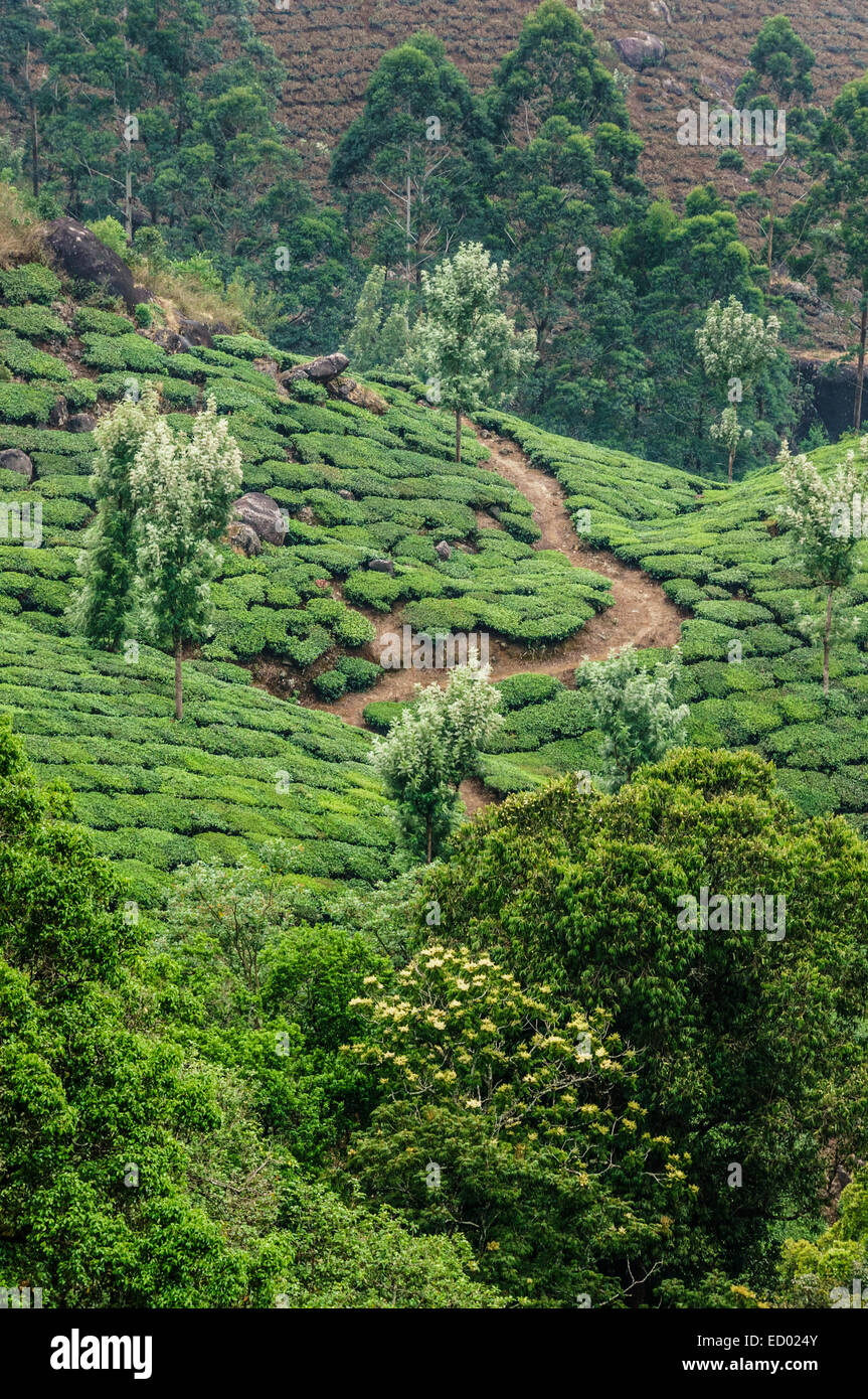 Kerala, India - tea gardens in the Kanan Devan hills near Munnar Stock ...