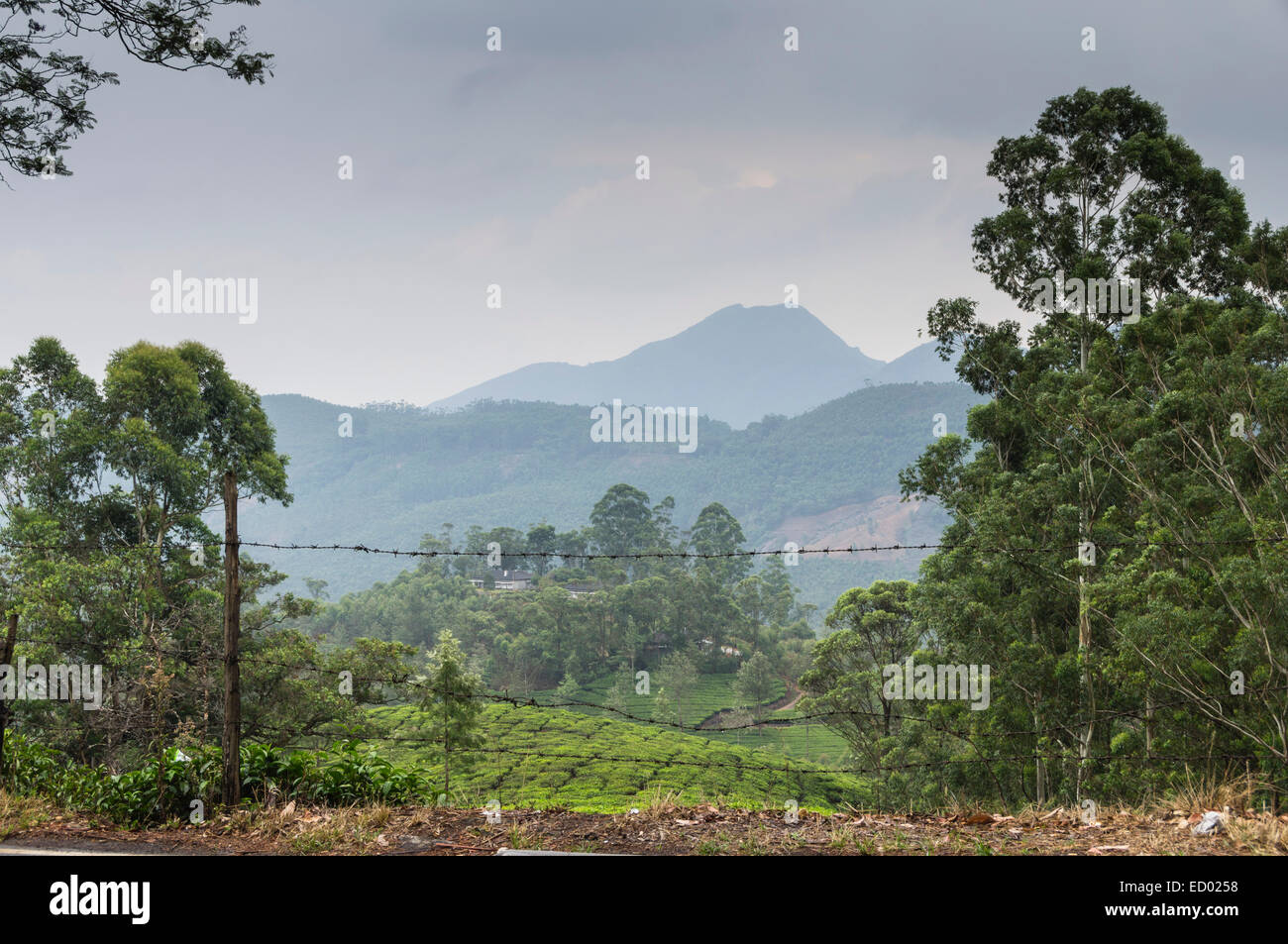 Kerala, India - tea gardens in the Kanan Devan hills near Munnar, with ...