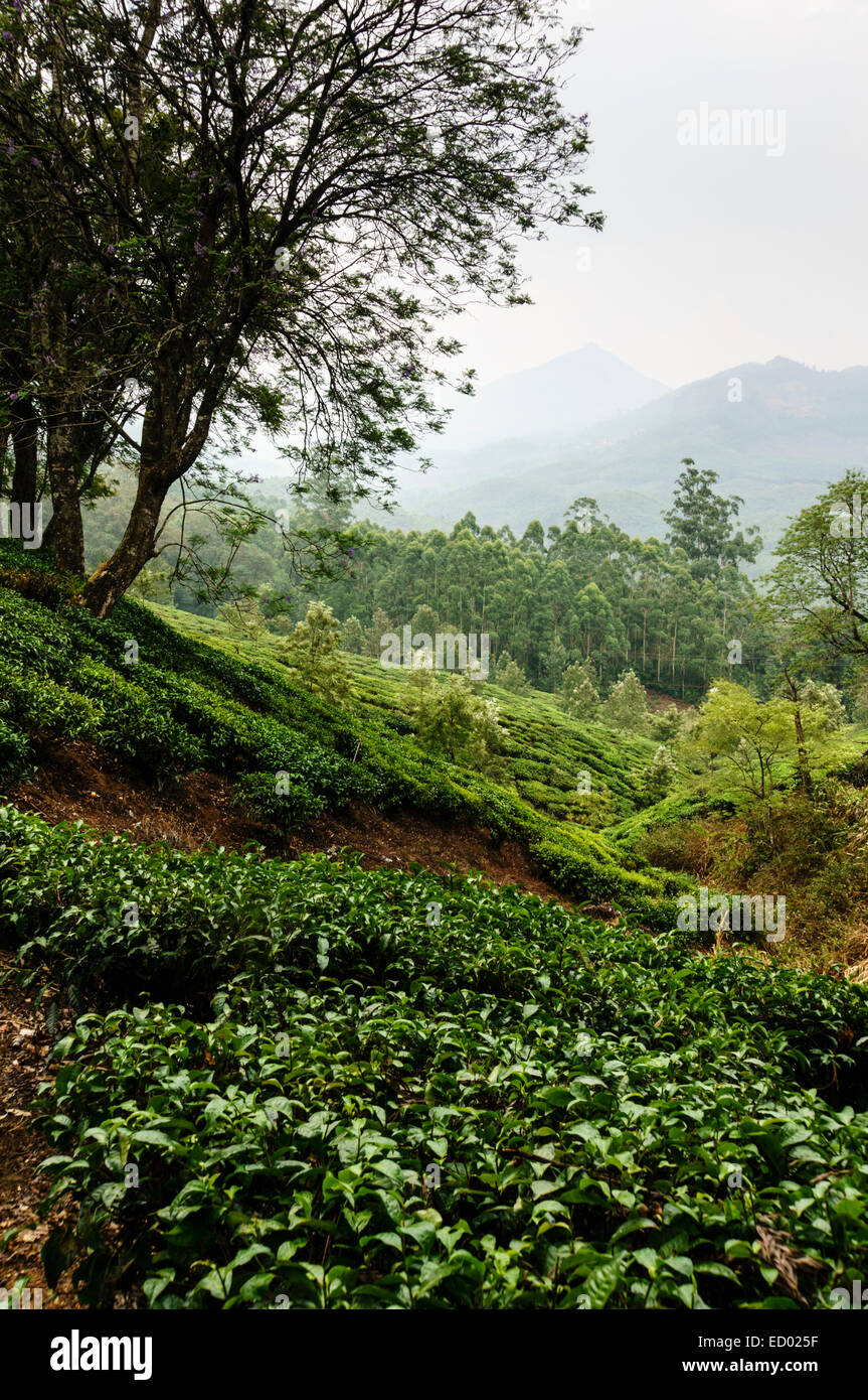 Kerala, India - tea gardens in the Kanan Devan hills near Munnar Stock ...