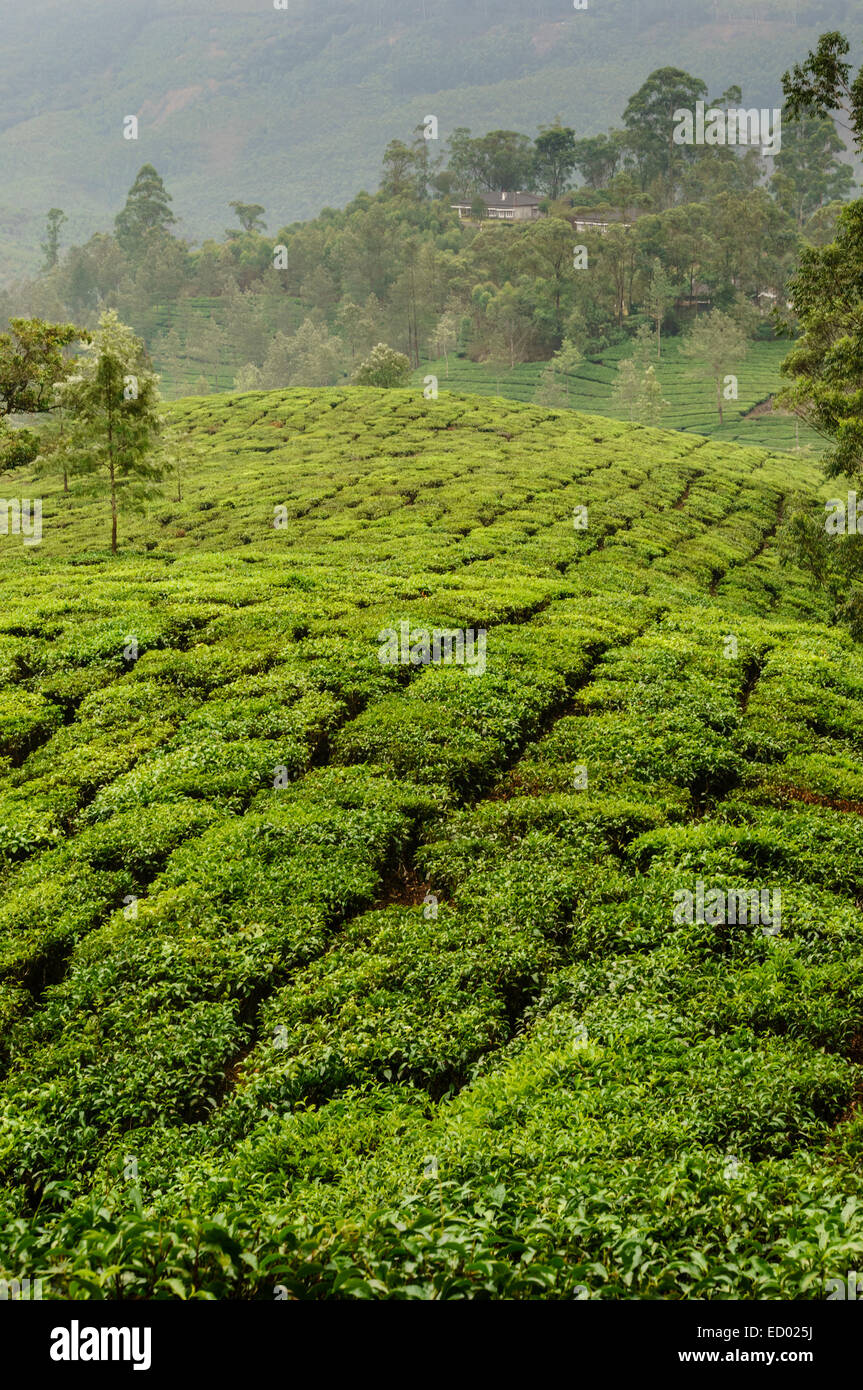 Kanan devan hills plantation hi-res stock photography and images - Alamy