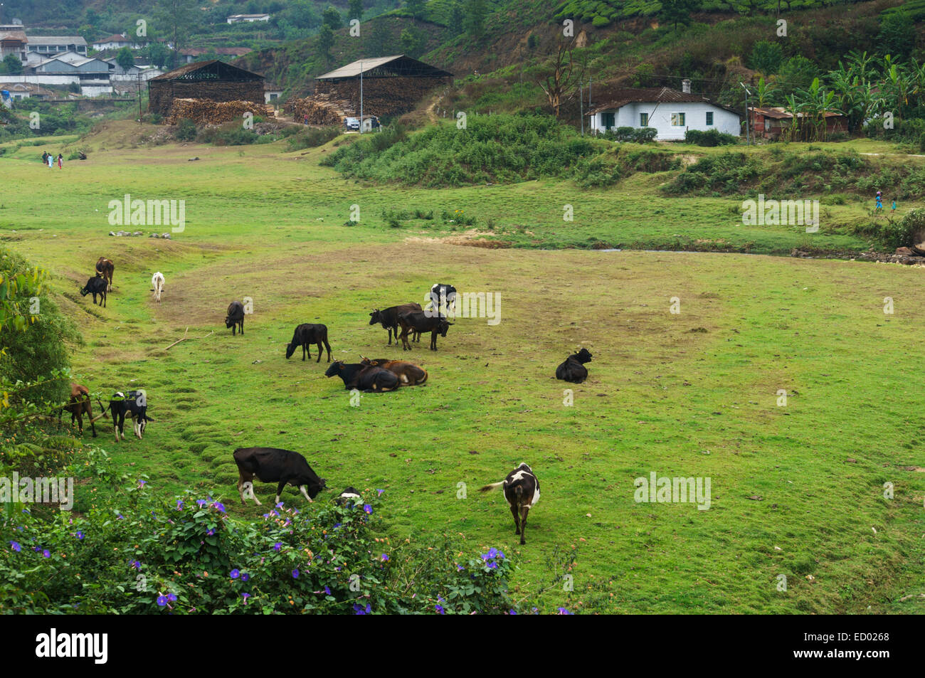 Kerala, India - meadows beside the river at Anamudi, Munnar. Herd of ...