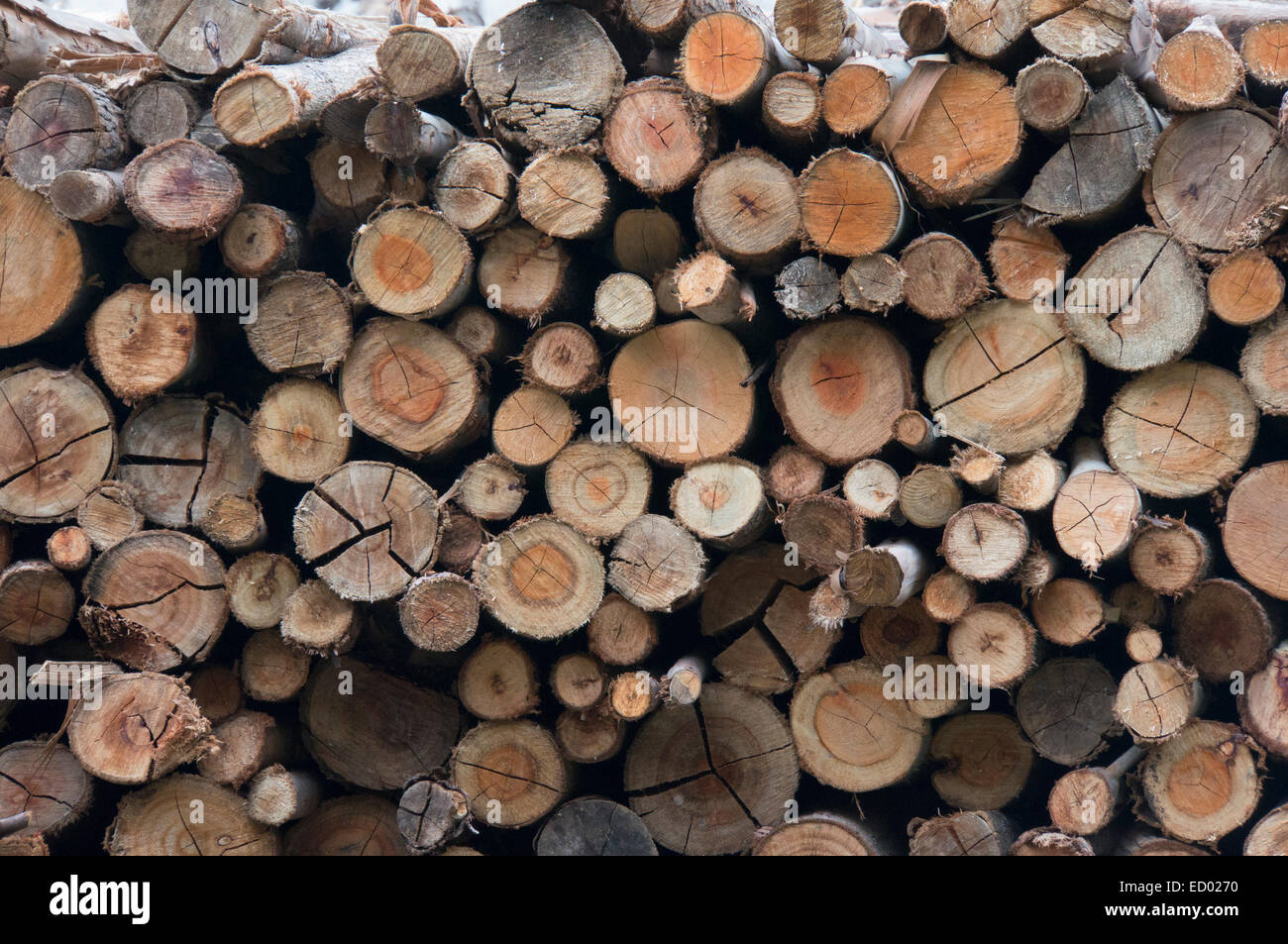 Kerala, India - rubberwood logs stacked to dry for use as fuel for the ...