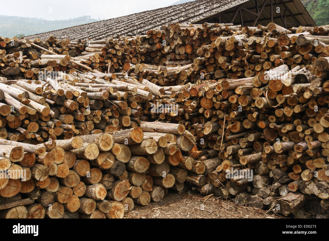 Kerala, India - rubberwood logs stacked to dry for use as fuel for the ...