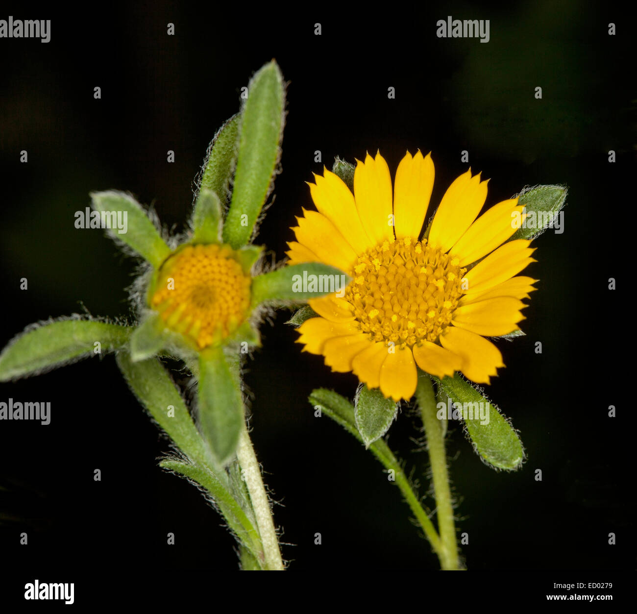 Yellow flower & hairy green leaves of Asteriscus maritimus Teris Yellow ...