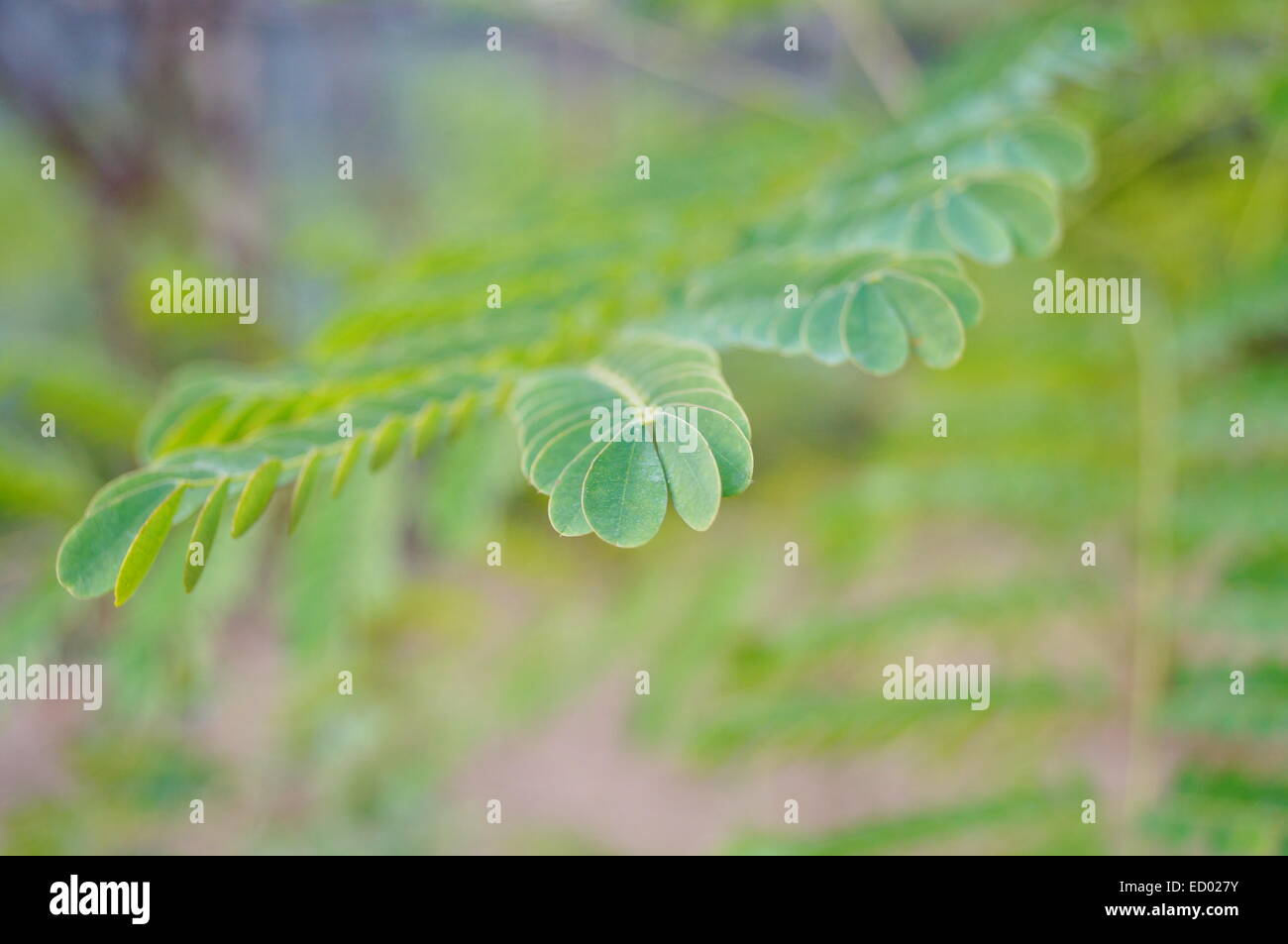 branches and leaves Stock Photo - Alamy