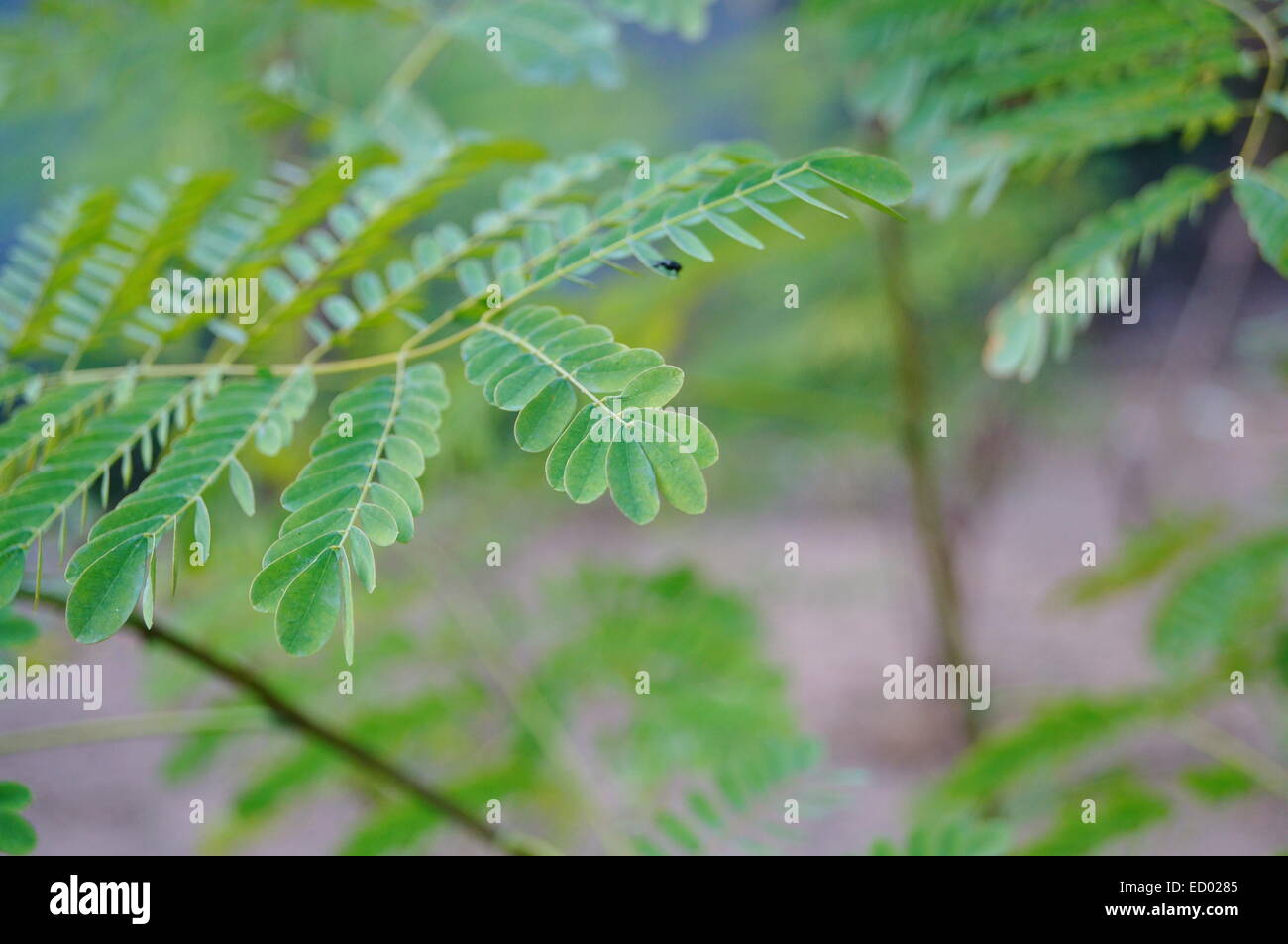 branches and leaves Stock Photo - Alamy